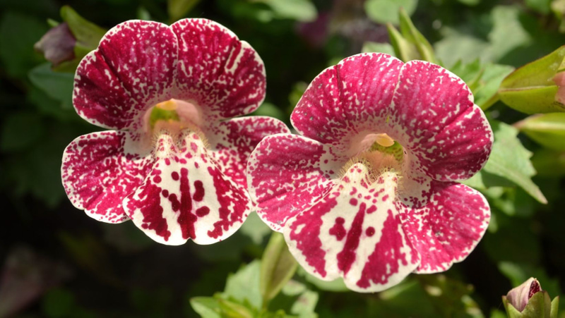 What is a monkeyflower (Mimulus): characteristics and care guide for ...