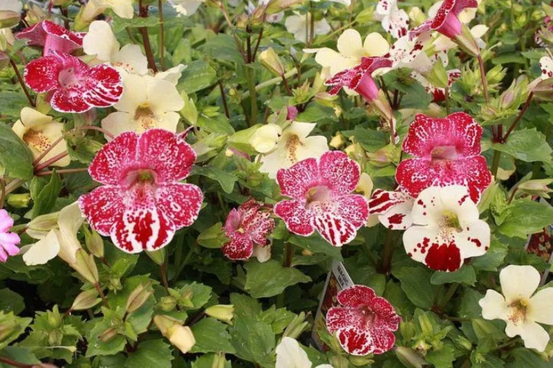 What is a monkeyflower (Mimulus): characteristics and care guide for ...