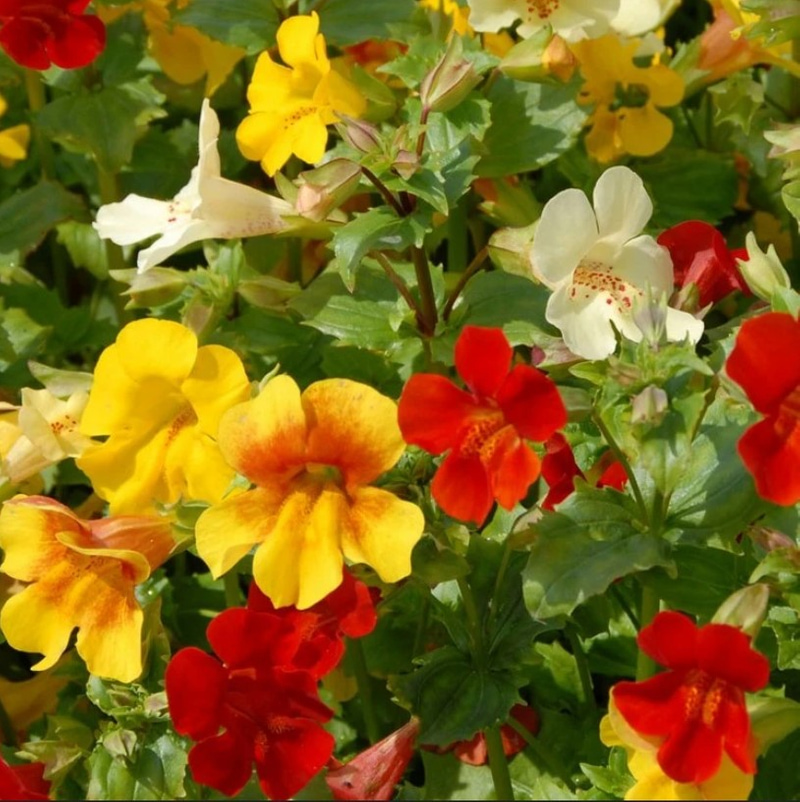 What is a monkeyflower (Mimulus): characteristics and care guide for ...