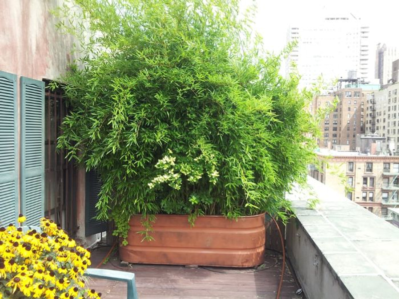 30 Amazing and easy projects to make a natural privacy screen in your ...