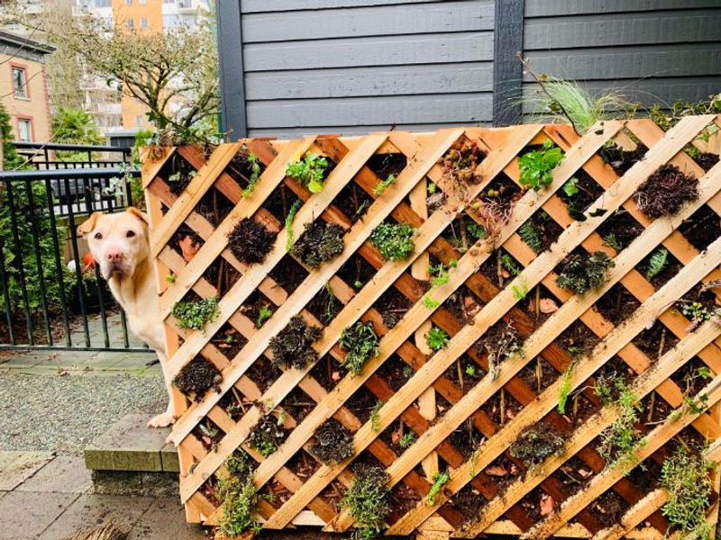 30 Amazing and easy projects to make a natural privacy screen in your ...
