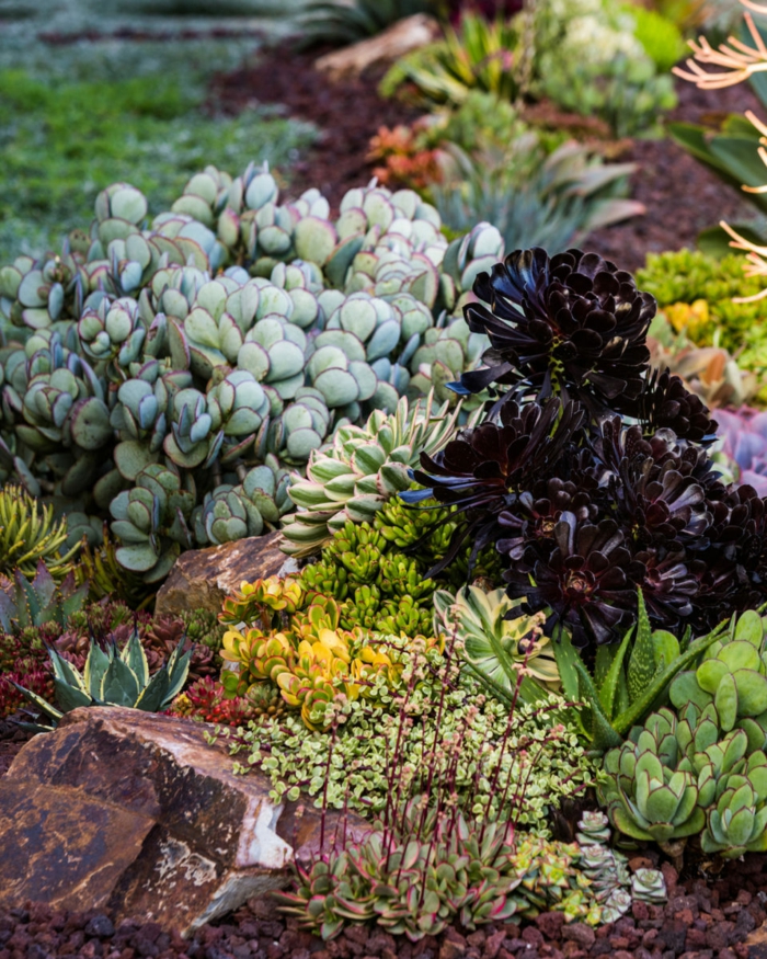 54 Amazing outdoor succulent garden ideas – create an easy-to-maintain ...