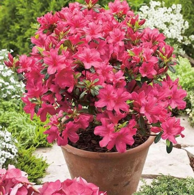How to prepare flower pots and flowerbeds for a long, warm, but ...