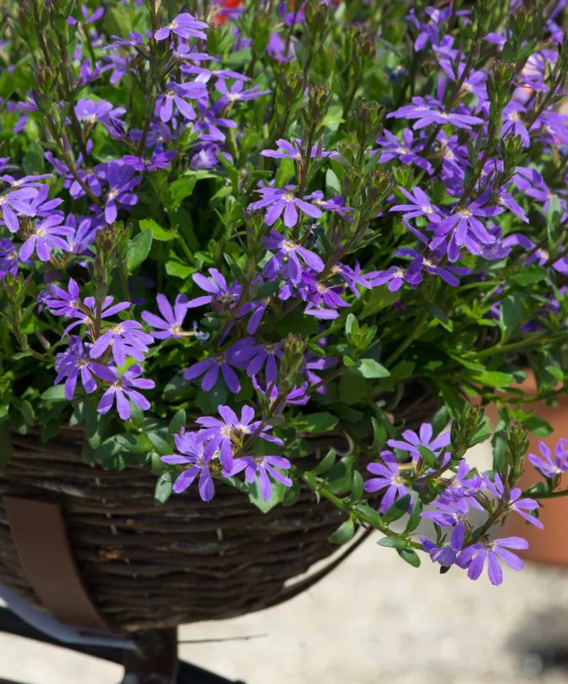 How to prepare flower pots and flowerbeds for a long, warm, but ...