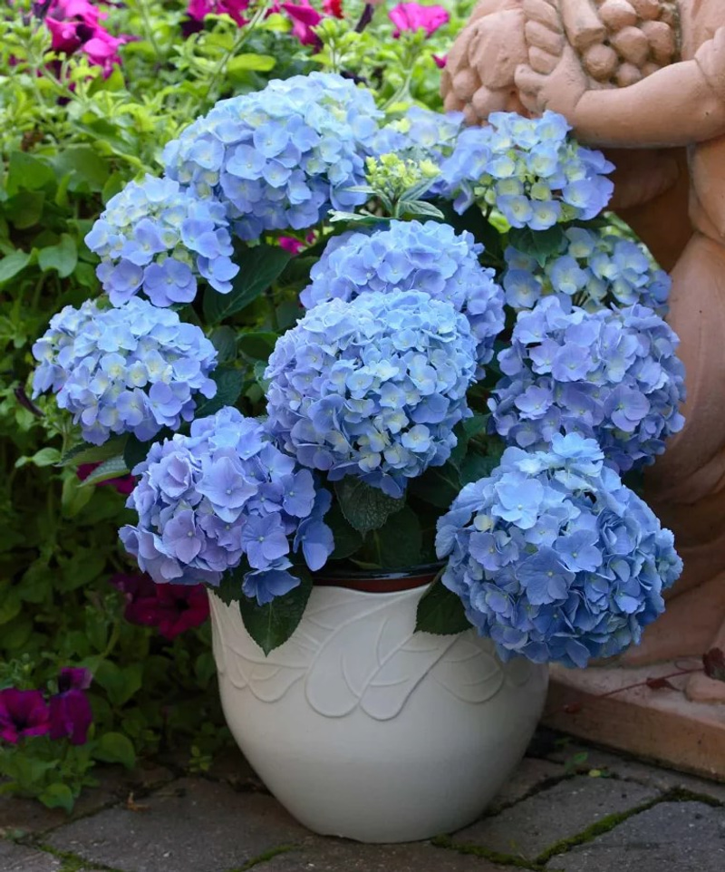 How to prepare flower pots and flowerbeds for a long, warm, but ...