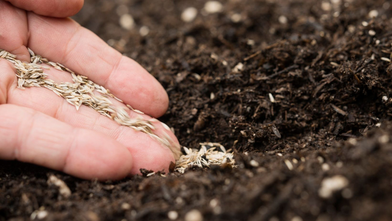 Gardening secrets: How to propagate plants with seeds | My desired home