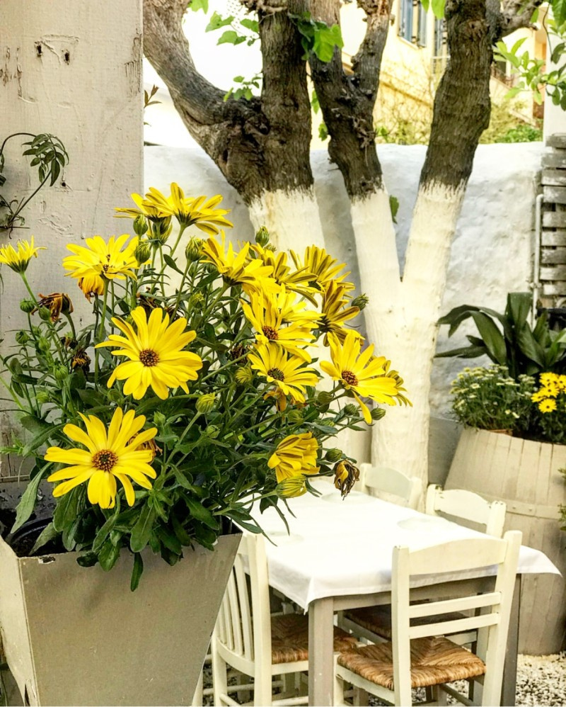 Greek garden and yard: 42 wonderful inspirational ideas to create a ...