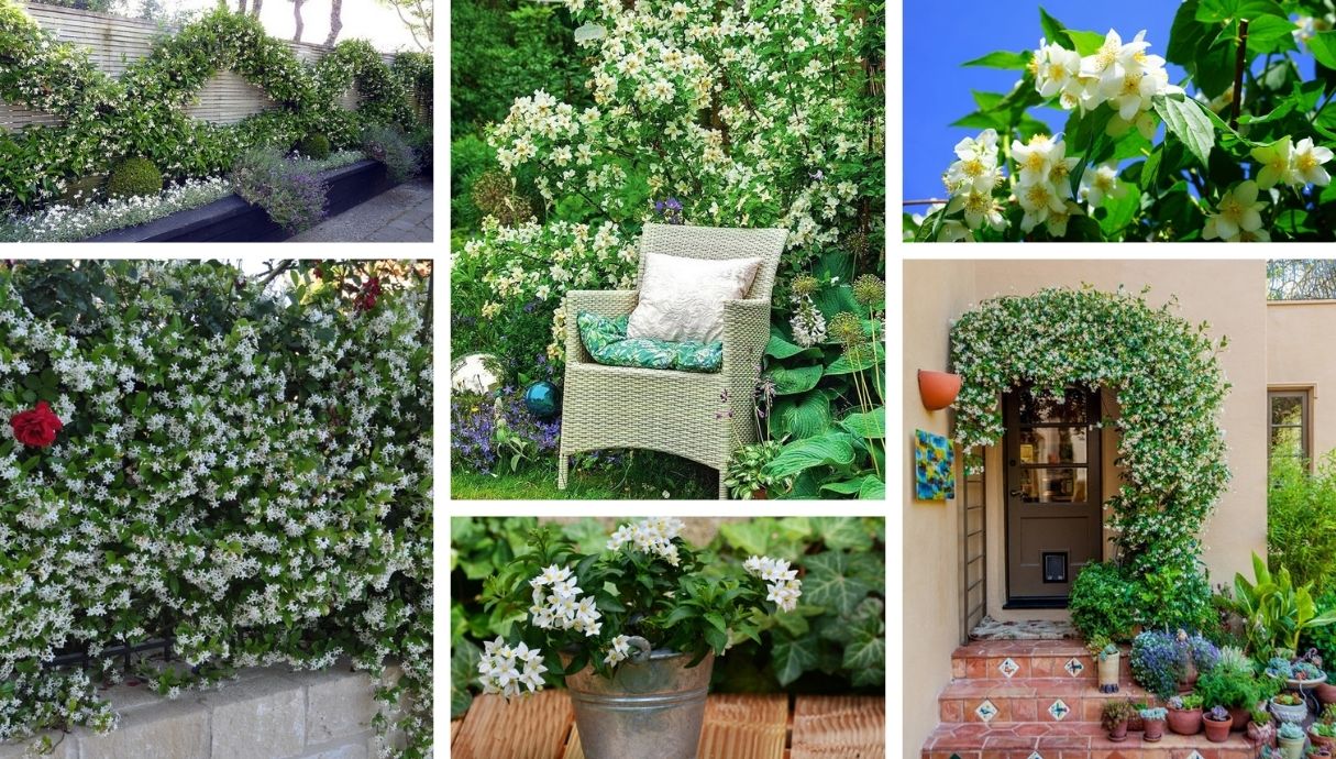 Jasmine in the yard and garden: 33 inspirational ideas for absolutely ...