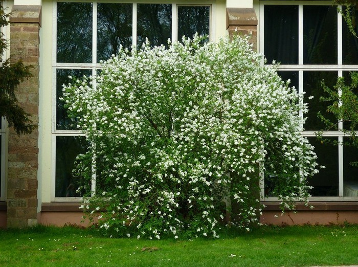 Jasmine in the yard and garden: 33 inspirational ideas for absolutely ...