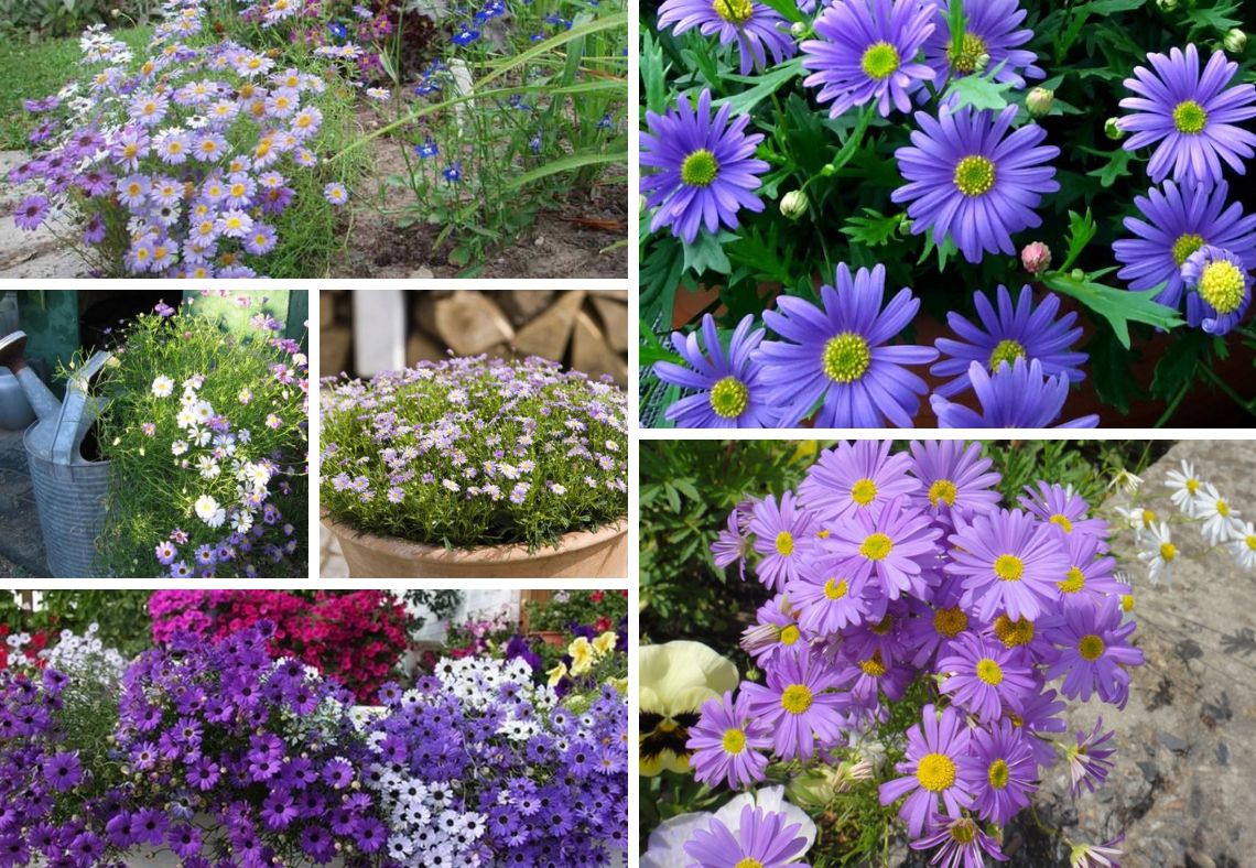 How to plant and care for brachyscome, amazing photo composition ideas ...