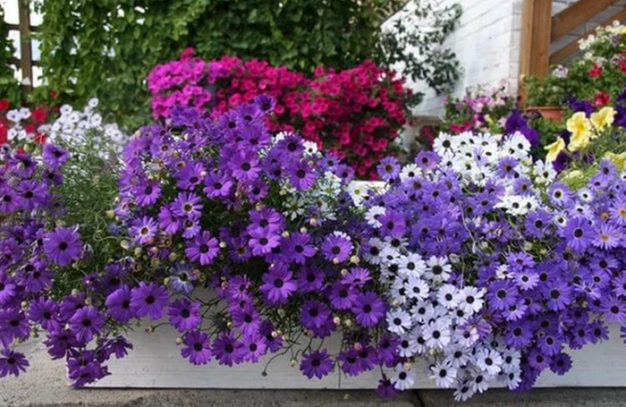 How to plant and care for brachyscome, amazing photo composition ideas ...