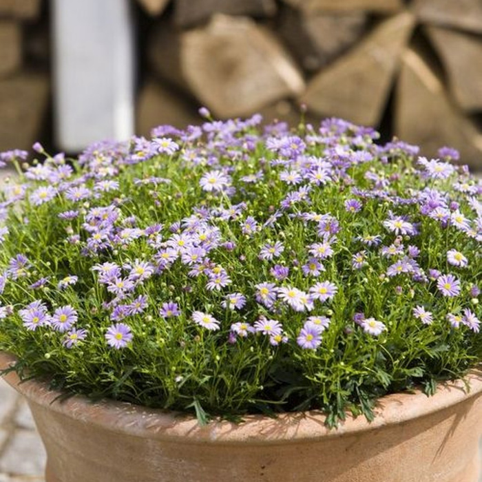 How to plant and care for brachyscome, amazing photo composition ideas ...