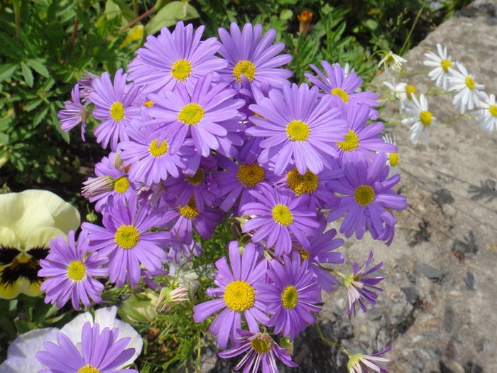 How to plant and care for brachyscome, amazing photo composition ideas ...