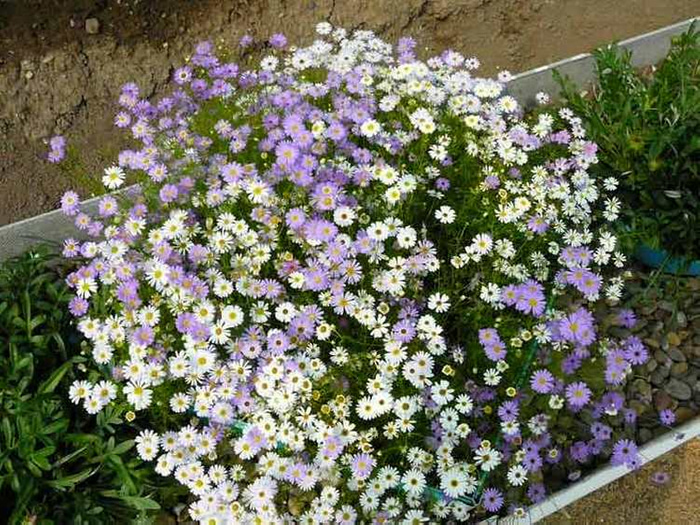 How to plant and care for brachyscome, amazing photo composition ideas ...