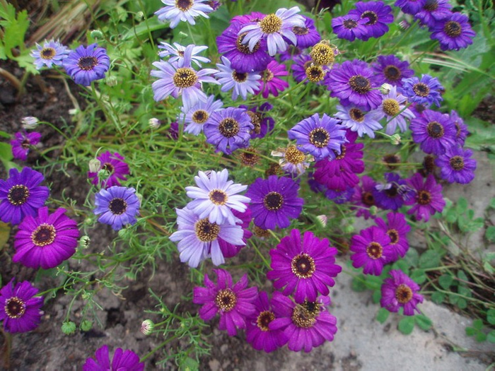 How to plant and care for brachyscome, amazing photo composition ideas ...