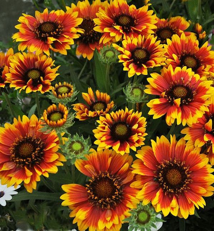 Gaillardia, or the fire wheel flower one of the most beautiful flowers ...