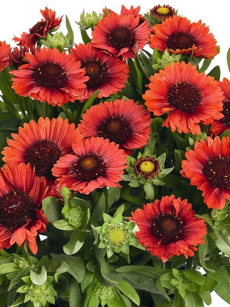 Gaillardia, or the fire wheel flower one of the most beautiful flowers ...