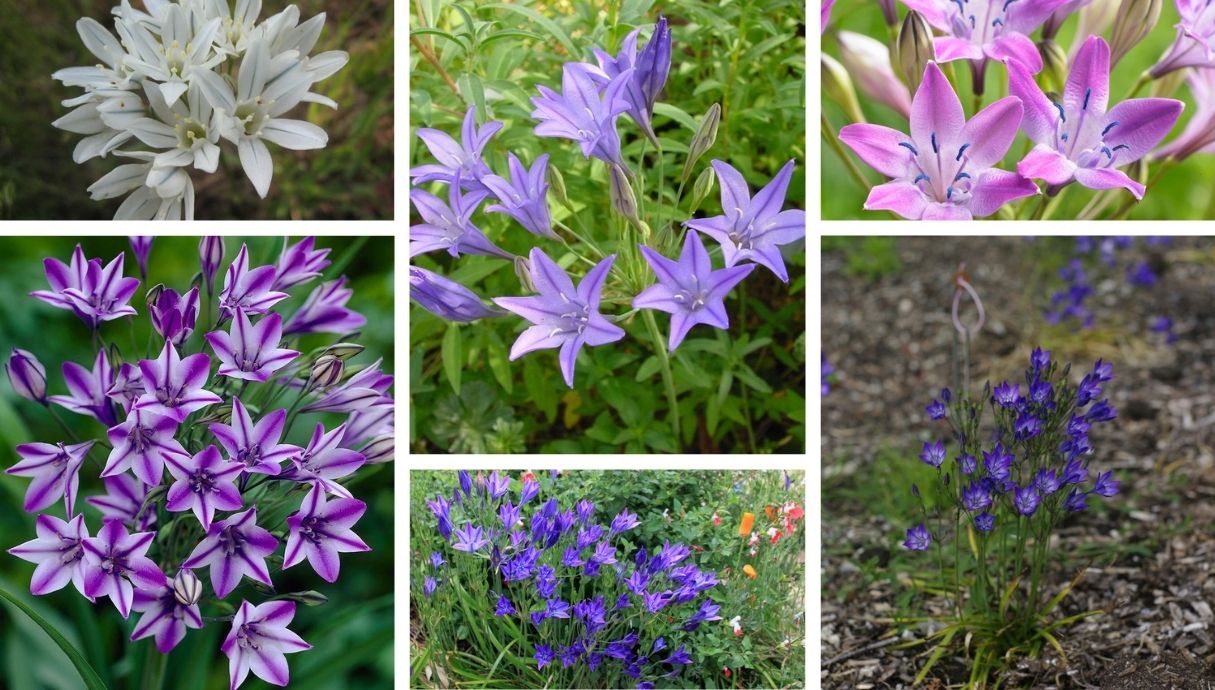 How to grow Triteleia or Triplet lilies in your garden | My desired home