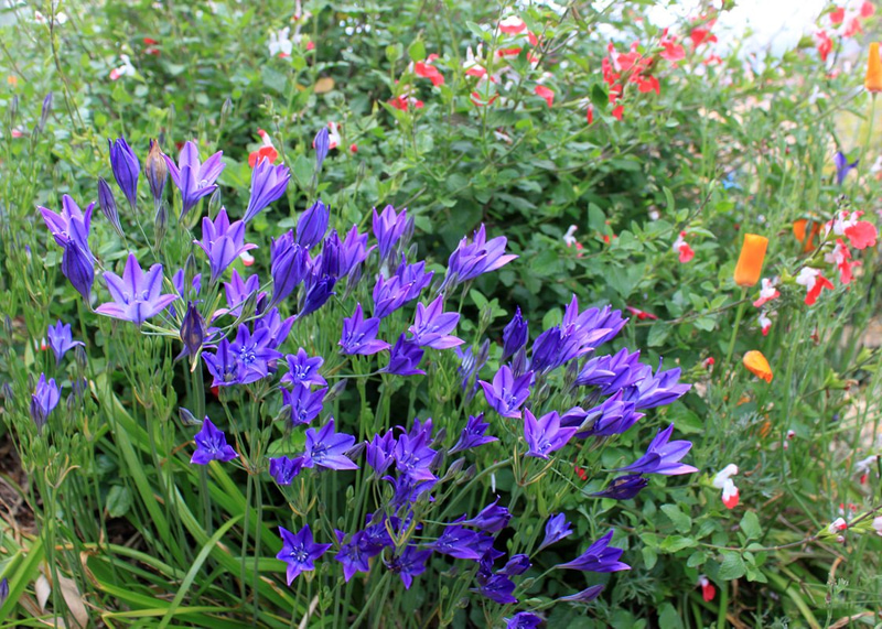 How to grow Triteleia or Triplet lilies in your garden | My desired home