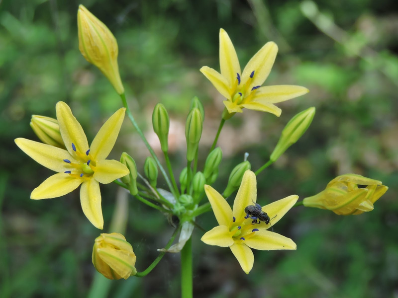How to grow Triteleia or Triplet lilies in your garden | My desired home