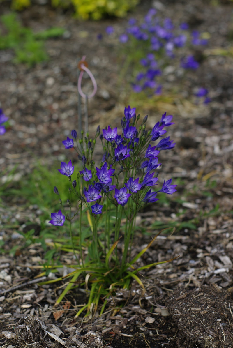 How to grow Triteleia or Triplet lilies in your garden | My desired home