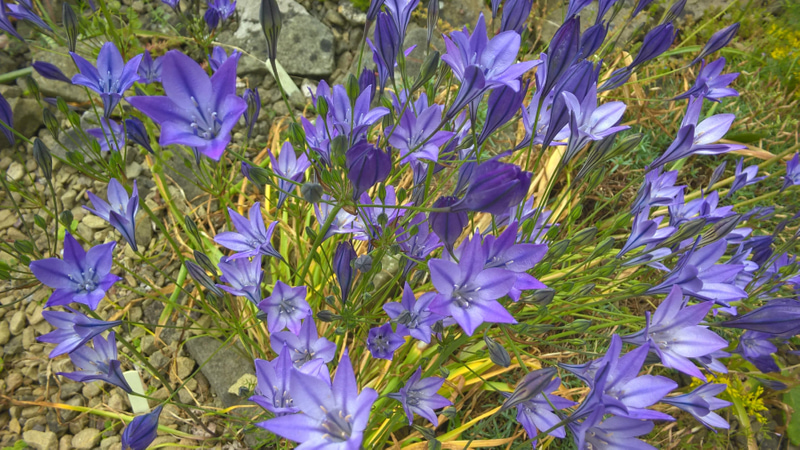 How to grow Triteleia or Triplet lilies in your garden | My desired home