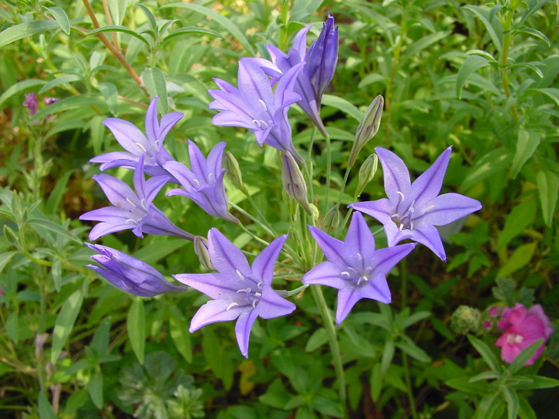 How to grow Triteleia or Triplet lilies in your garden | My desired home