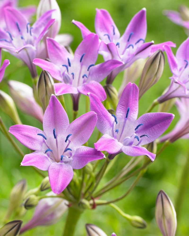 How to grow Triteleia or Triplet lilies in your garden | My desired home