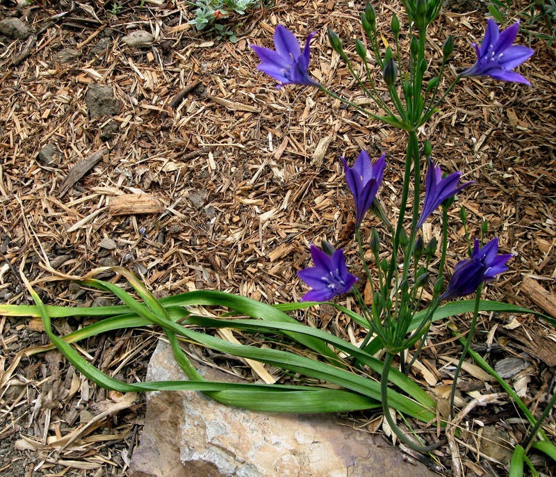 How to grow Triteleia or Triplet lilies in your garden | My desired home