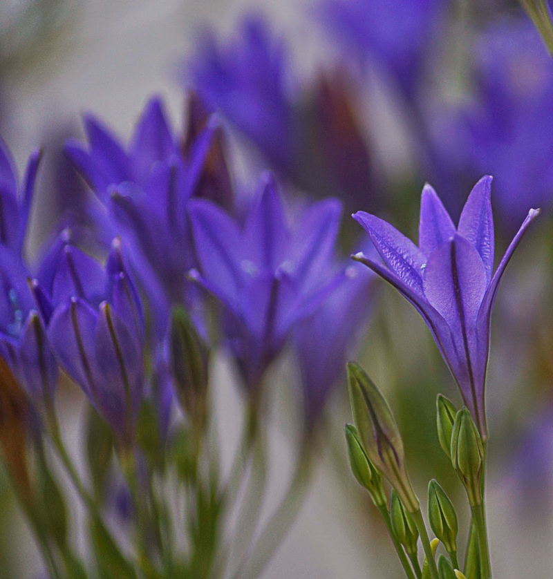 How to grow Triteleia or Triplet lilies in your garden | My desired home