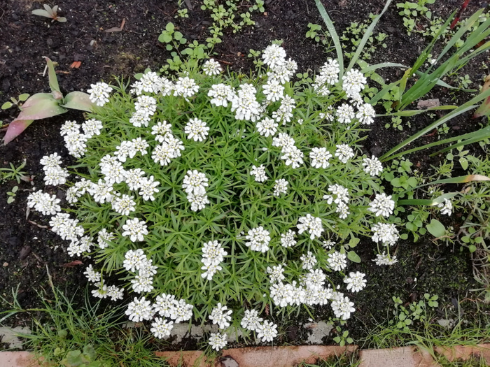 Iberis in the flowerbed - 30 amazing ideas for inspirarion | My desired ...