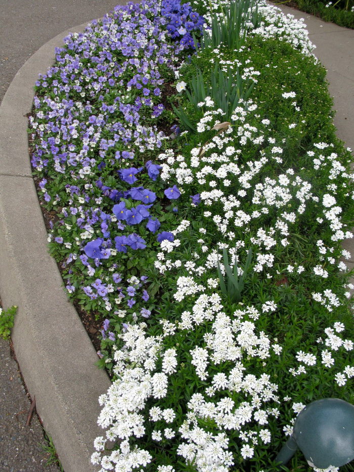 Iberis in the flowerbed - 30 amazing ideas for inspirarion | My desired ...