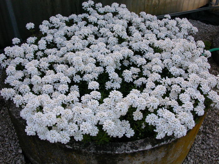 Iberis in the flowerbed - 30 amazing ideas for inspirarion | My desired ...