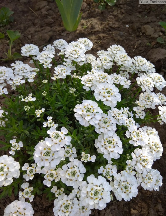 Iberis in the flowerbed - 30 amazing ideas for inspirarion | My desired ...