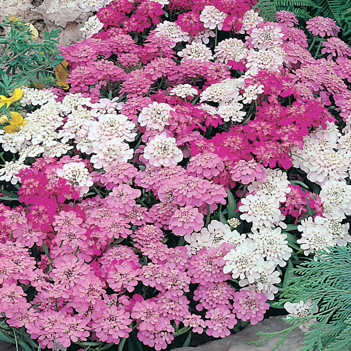Iberis in the flowerbed - 30 amazing ideas for inspirarion | My desired ...