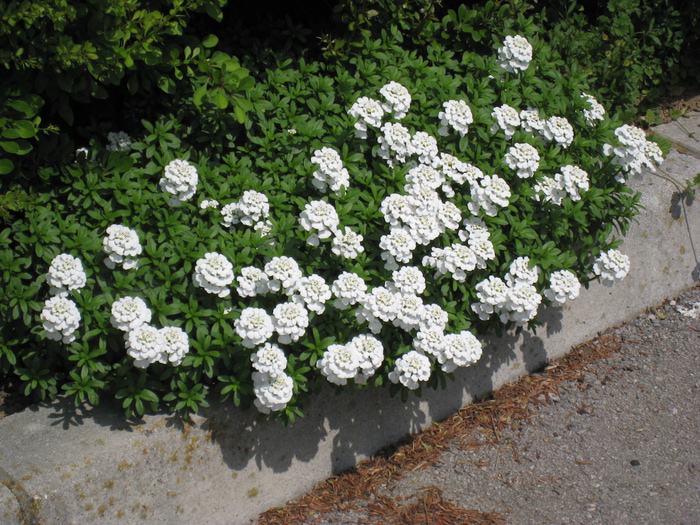 Iberis in the flowerbed - 30 amazing ideas for inspirarion | My desired ...