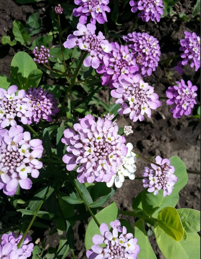 Iberis in the flowerbed - 30 amazing ideas for inspirarion | My desired ...