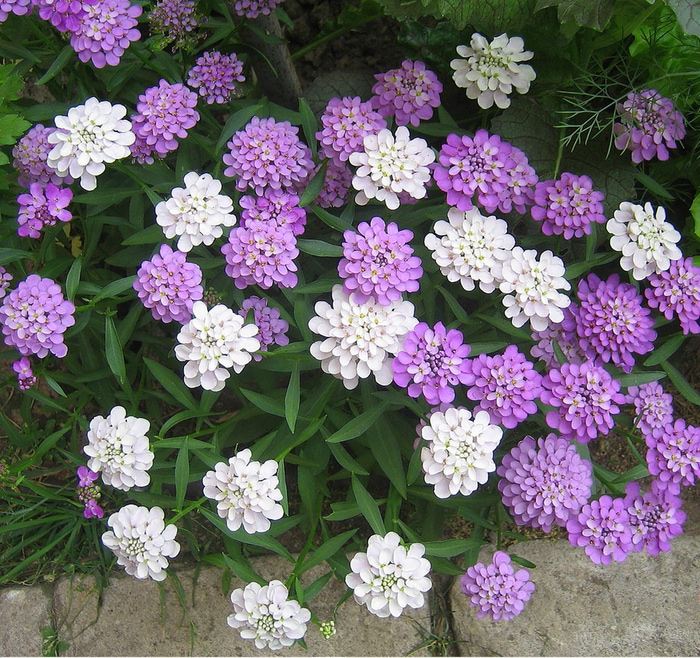 Iberis in the flowerbed - 30 amazing ideas for inspirarion | My desired ...