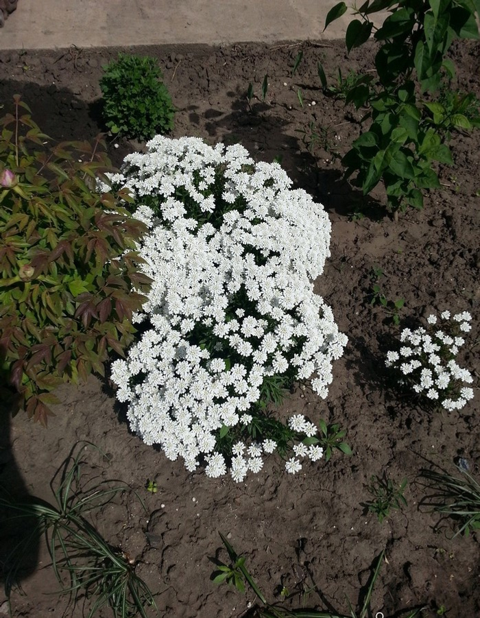 Iberis in the flowerbed - 30 amazing ideas for inspirarion | My desired ...