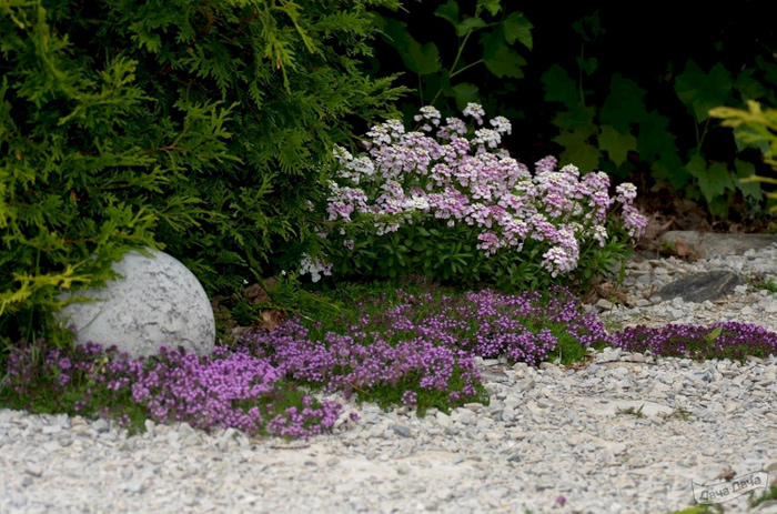 Iberis in the flowerbed - 30 amazing ideas for inspirarion | My desired ...