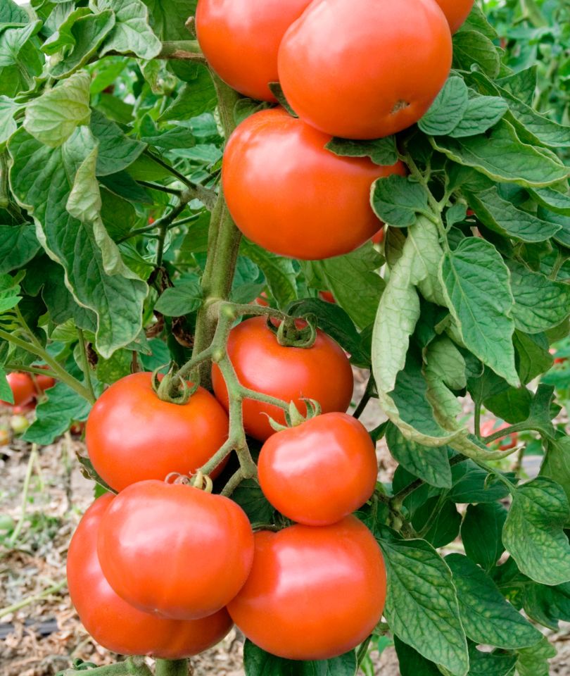 5 Secrets to Growing Juicy, Flavorful Tomatoes at Home | My desired home