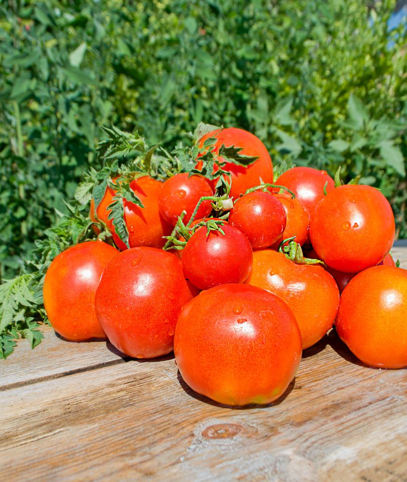 5 Secrets to Growing Juicy, Flavorful Tomatoes at Home | My desired home