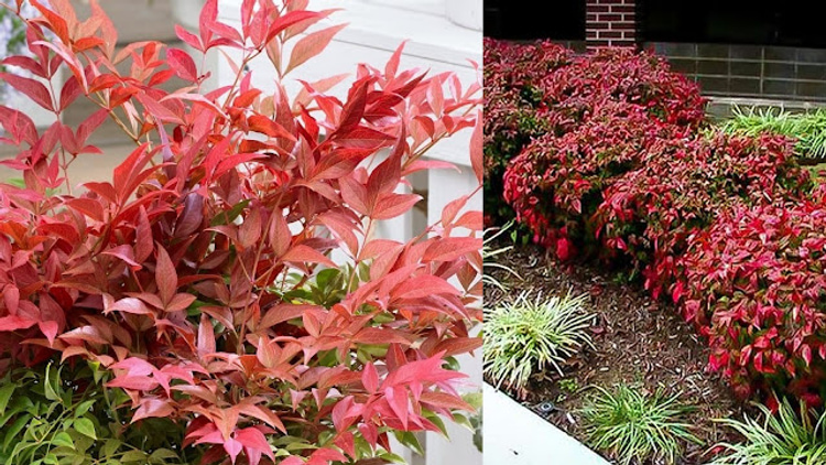 Nandina - The bush with the absolutely ... Christmas look | My desired home