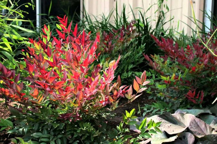 Nandina - The bush with the absolutely ... Christmas look | My desired home