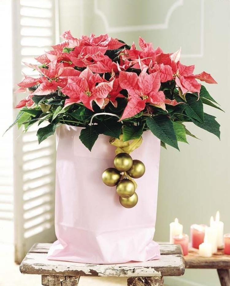 How to make amazing festive Christmas centerpieces with poinsettia | My ...