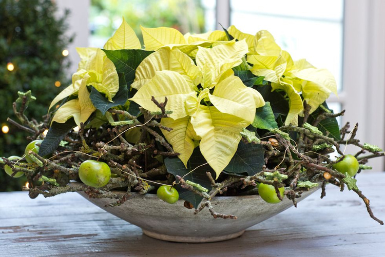 How to make amazing festive Christmas centerpieces with poinsettia | My ...