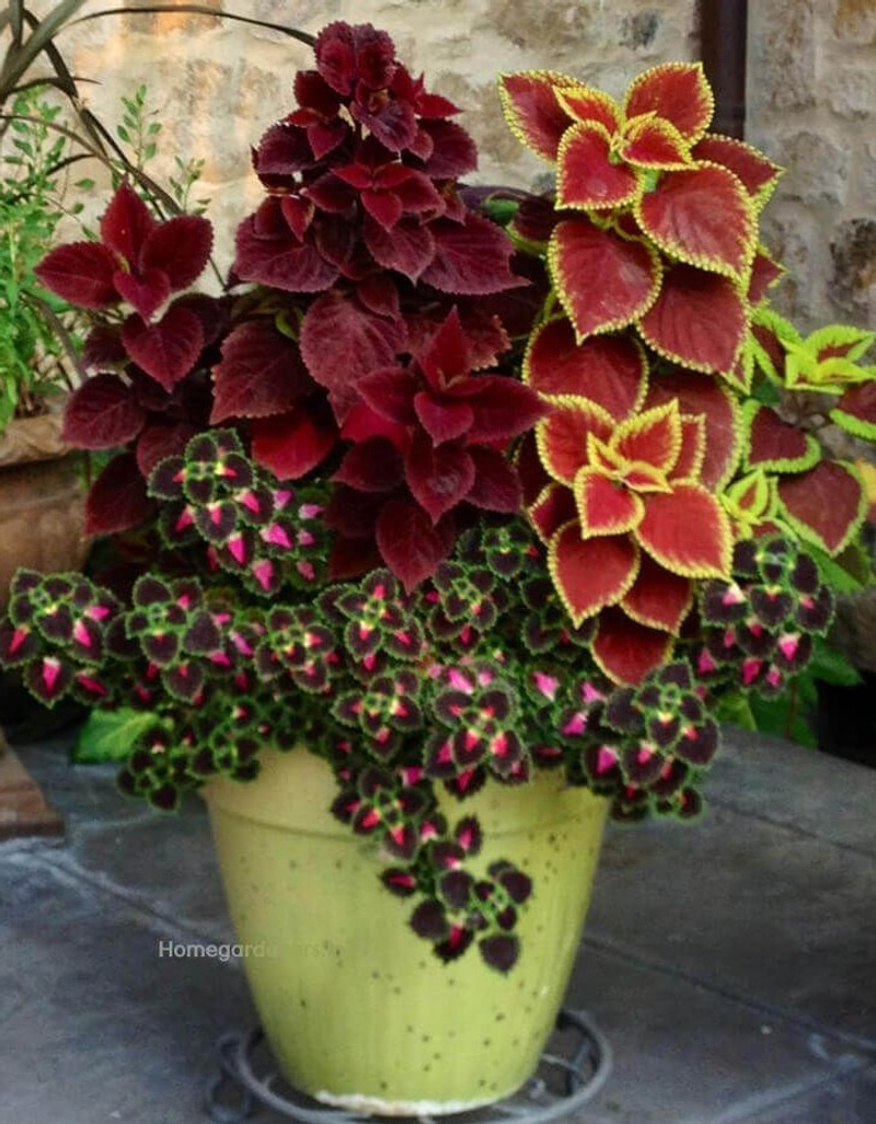 How to grow Coleus in a flowerpot - 30 inspirational ideas | My desired ...