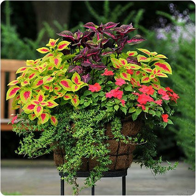 How to grow Coleus in a flowerpot - 30 inspirational ideas | My desired ...