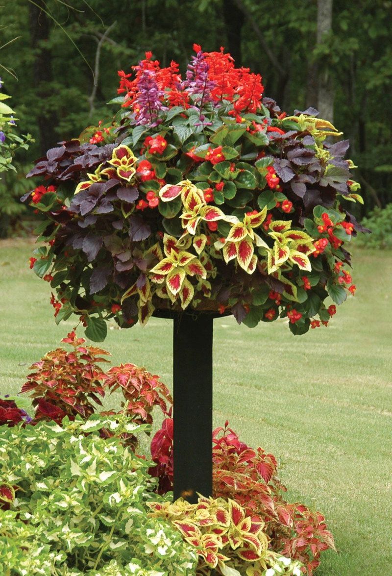 How to grow Coleus in a flowerpot - 30 inspirational ideas | My desired ...