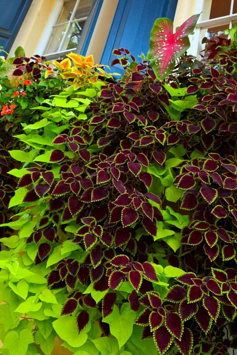 How to grow Coleus in a flowerpot - 30 inspirational ideas | My desired ...